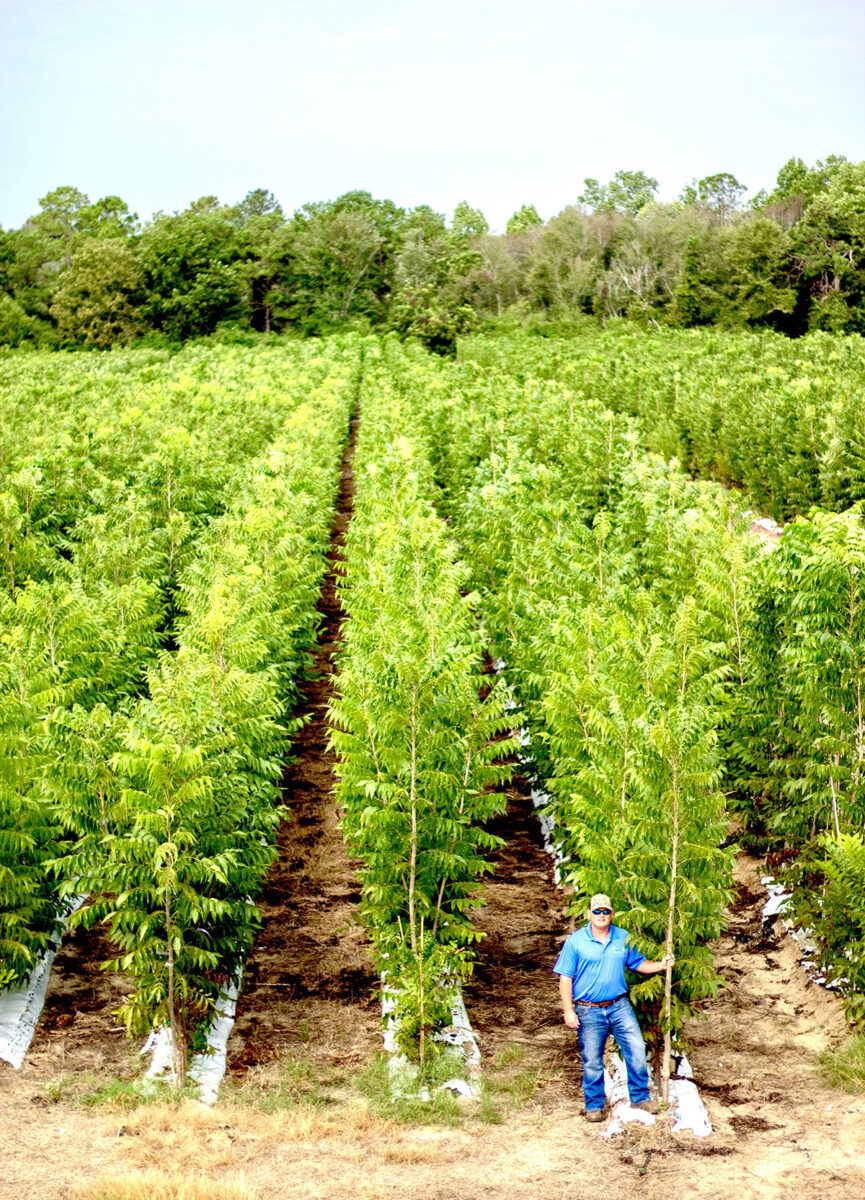 Fresh Pecans & Pecan Trees from Georgia | Sunsweet Pecans