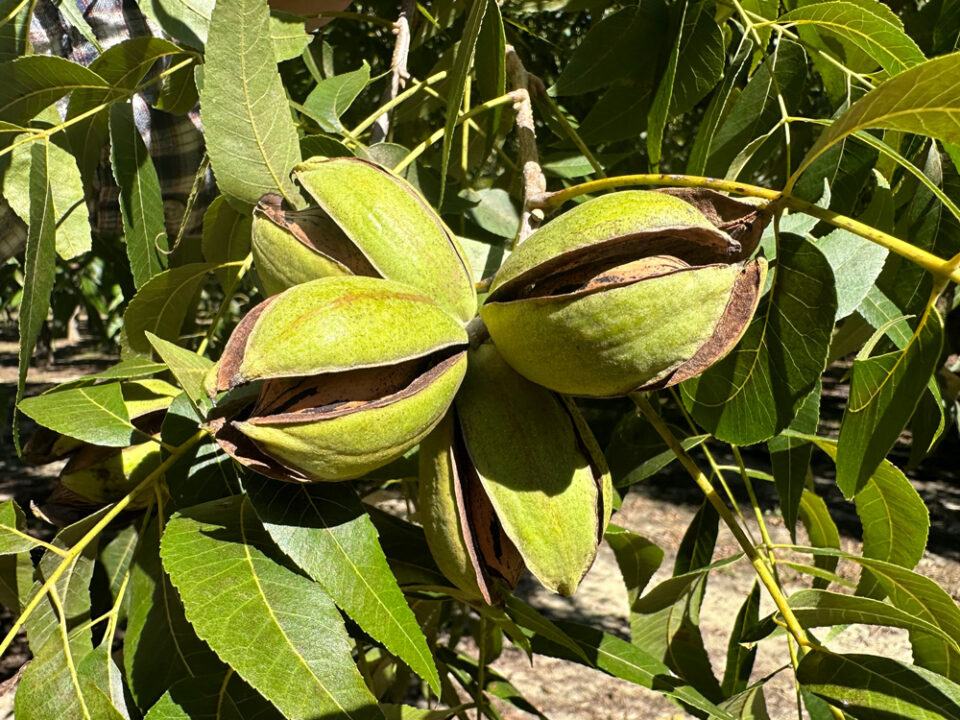 Fresh Pecans & Pecan Trees from Georgia | Sunsweet Pecans